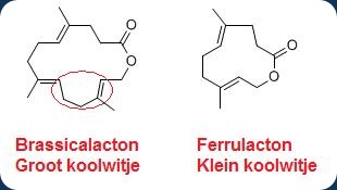 Mijmeringen: Het vlinderen van koolwitjes